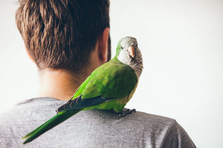 The Quaker Parrot: Comedian of the Bird World | Avian & Exotic Animal ...
