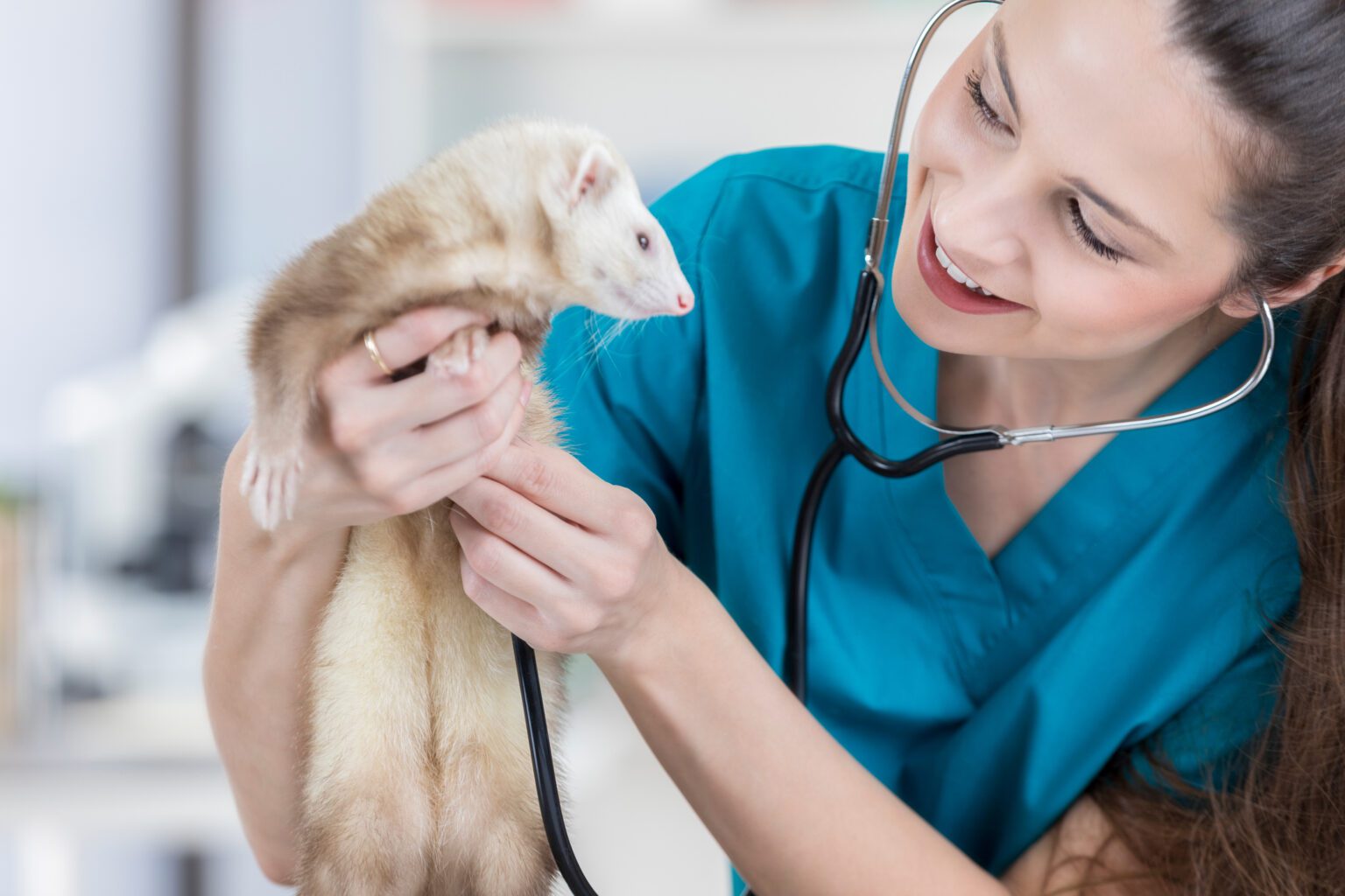 Do Ferrets Need Rabies Vaccines? | Avian & Exotic Animal Hospital of ...