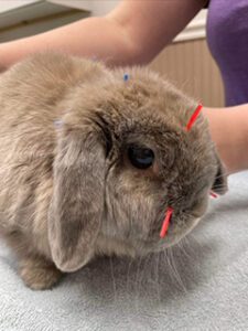 Animal Acupuncture in Metairie, LA | Avian & Exotic Animal Hospital of ...