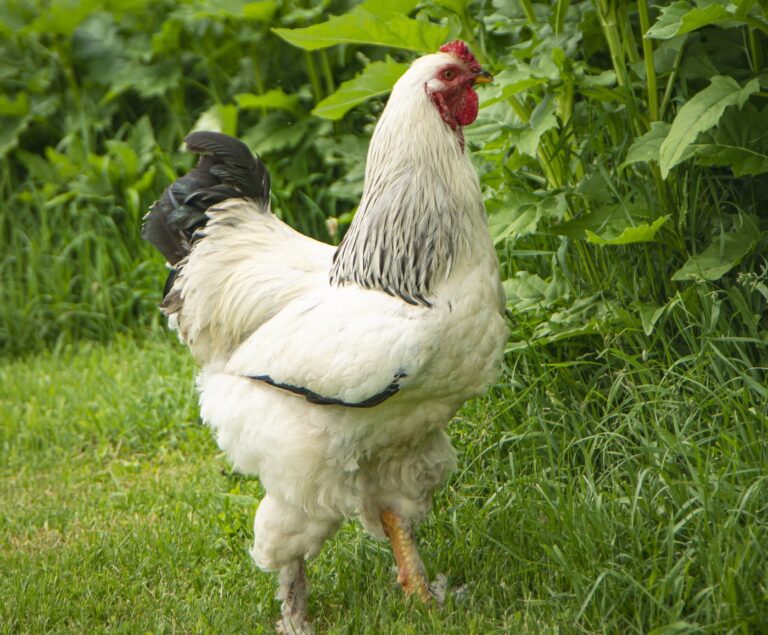 Health Care for Pet and Backyard Chickens | Avian & Exotic Animal ...