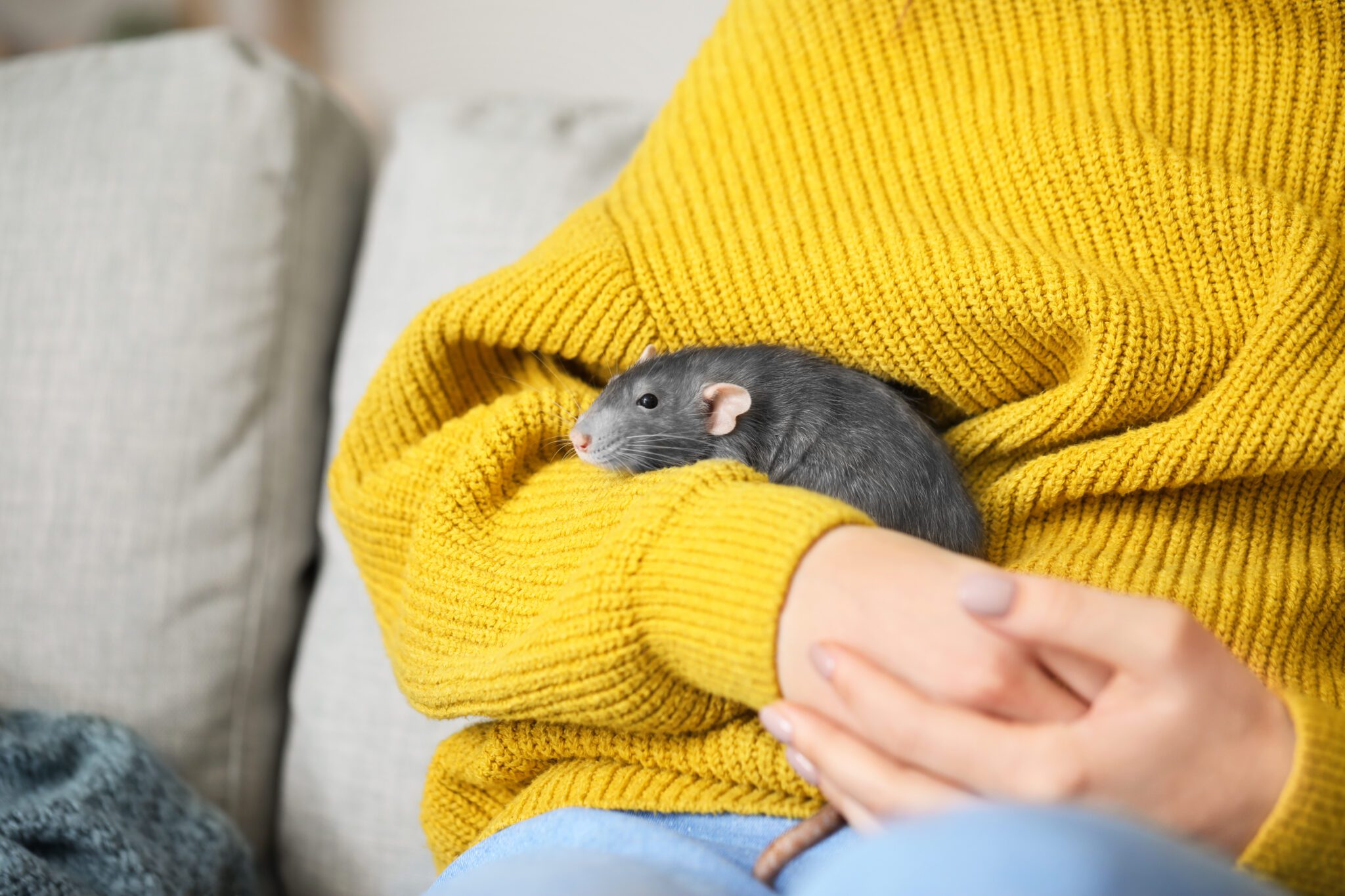 How to Train Your Pet Rat | Avian & Exotic Animal Hospital of Louisian